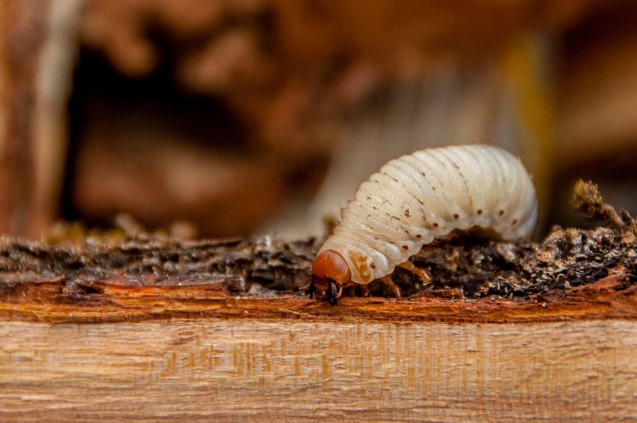 10 tips om engerlingen in je tuin te bestrijden - Grabbits